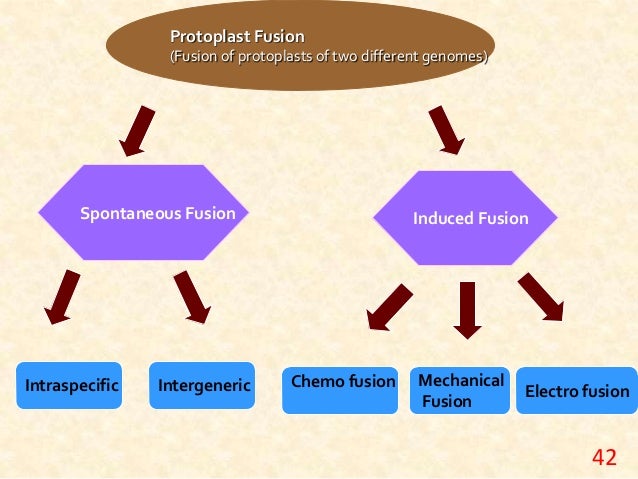 Presentation of plant protoplasts