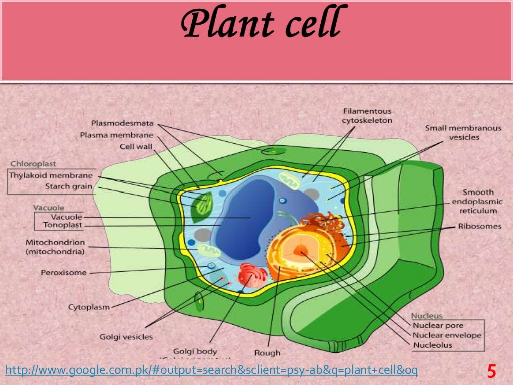 Presentation of plant protoplasts