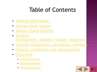 Presentation of porifera | PPTX