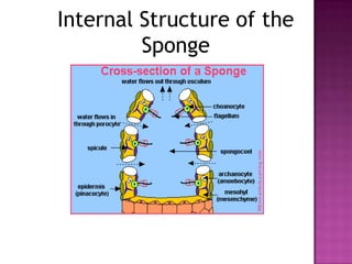 Cross Section Of A Typical Sponge