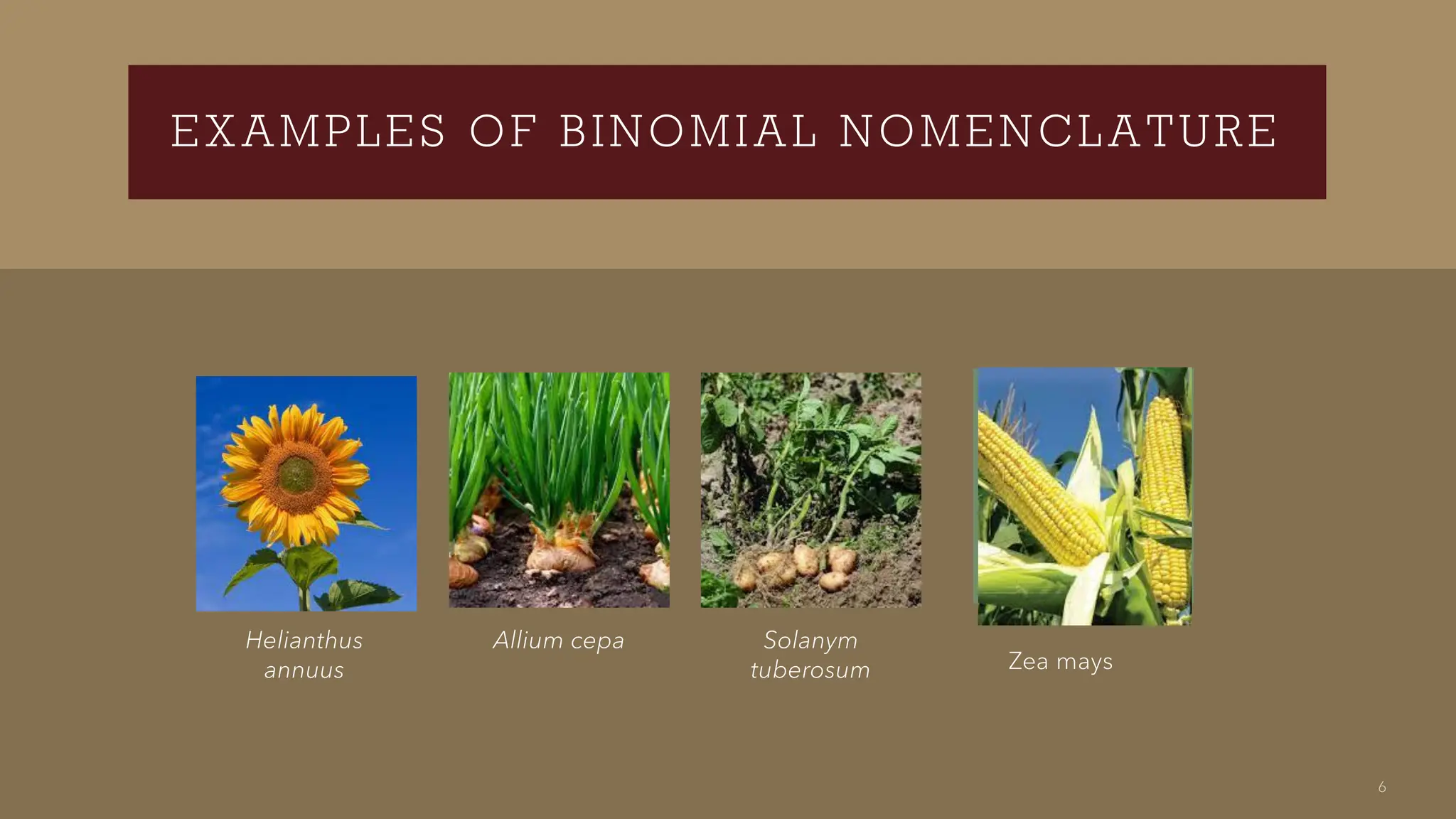 Presentation of botanical nomenclature [Autosaved]-1.pdf