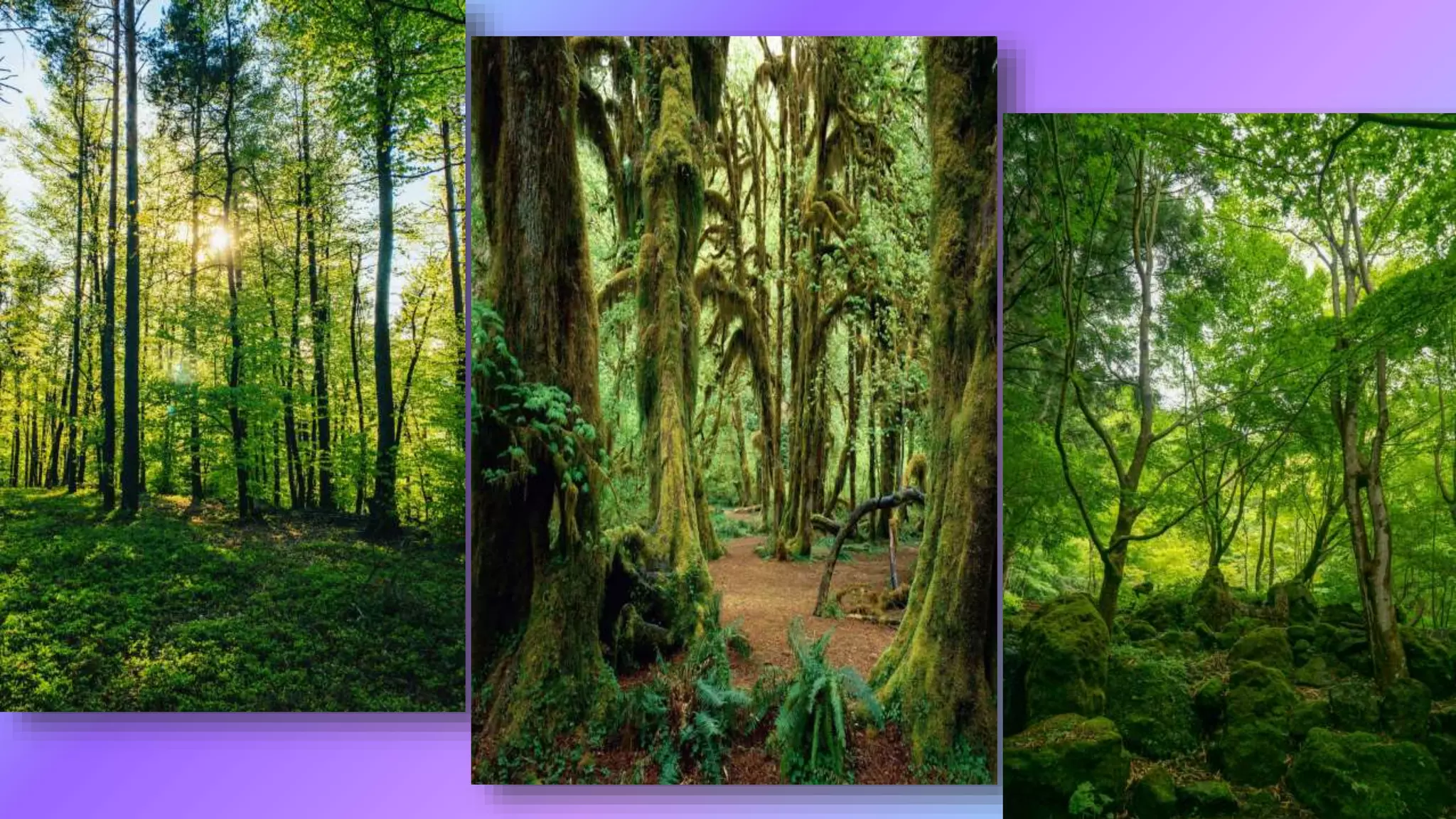 social forestry with their types and benefits | PPTX