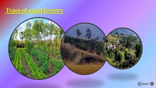 social forestry with their types and benefits | PPTX