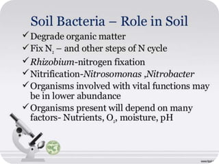 Soil Flora | PPTX