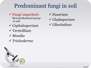 Soil Flora | PPTX