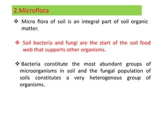 Soil Flora | PPTX