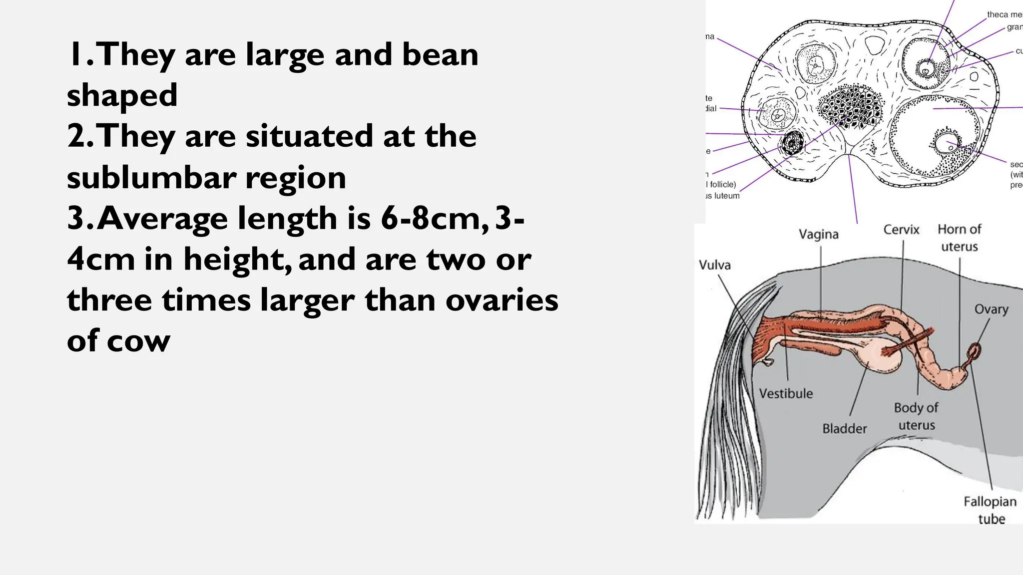 Presentation about Ovaries of Mare (veterinary) | PDF