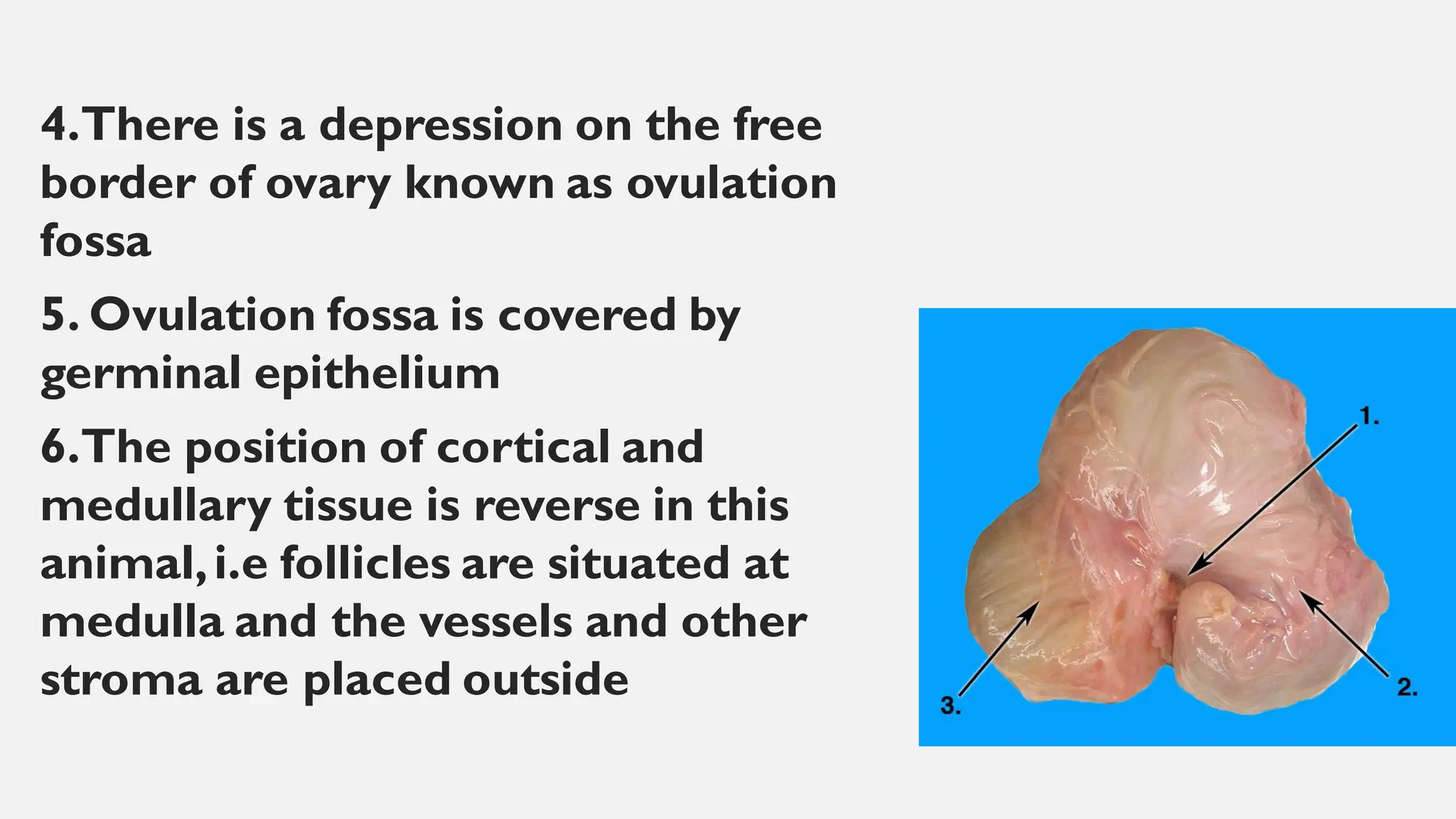 Presentation about Ovaries of Mare (veterinary) | PDF