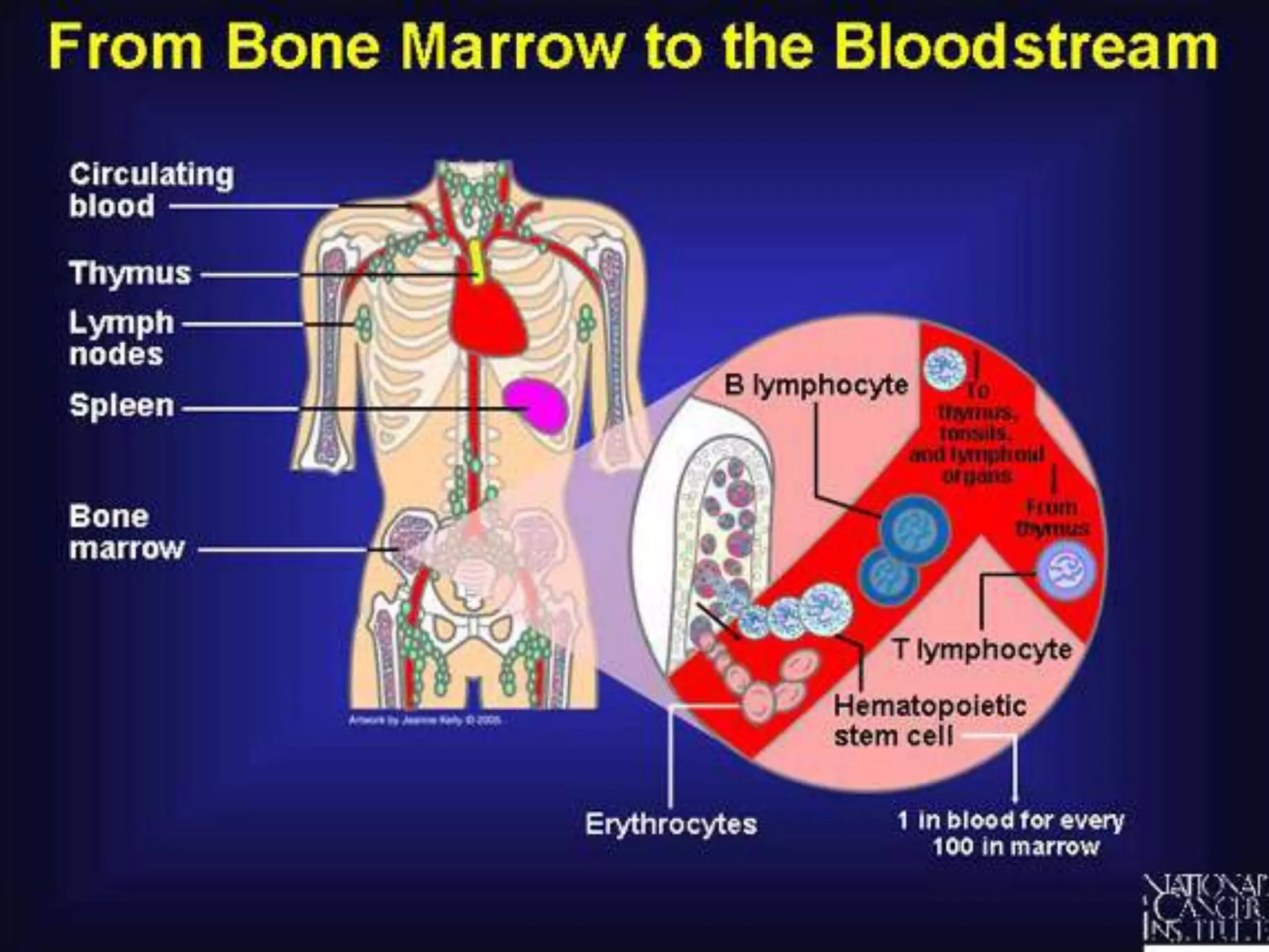 Presentation of stem cell and bone marrow tranplan tation | PPTX