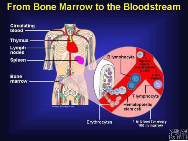 Presentation of stem cell and bone marrow tranplan tation | PPTX