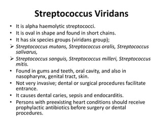 Presentation of streptococcus | PPTX