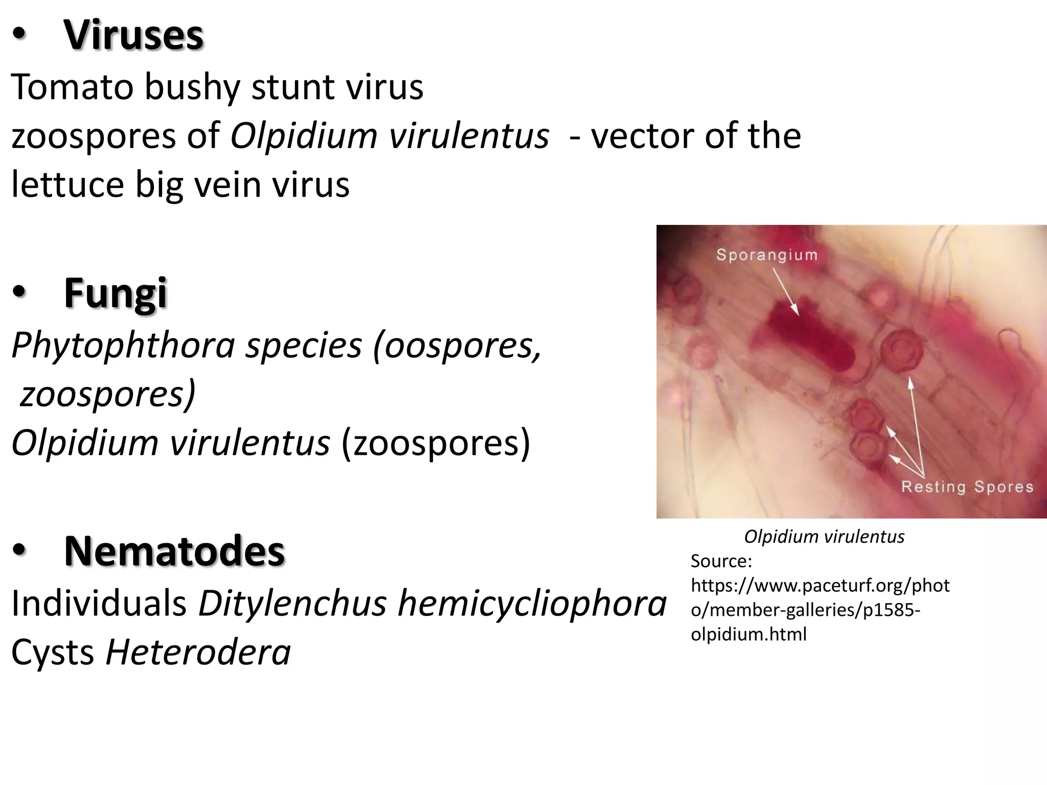 Presentation of survival mechnisms of pathogens | PPTX