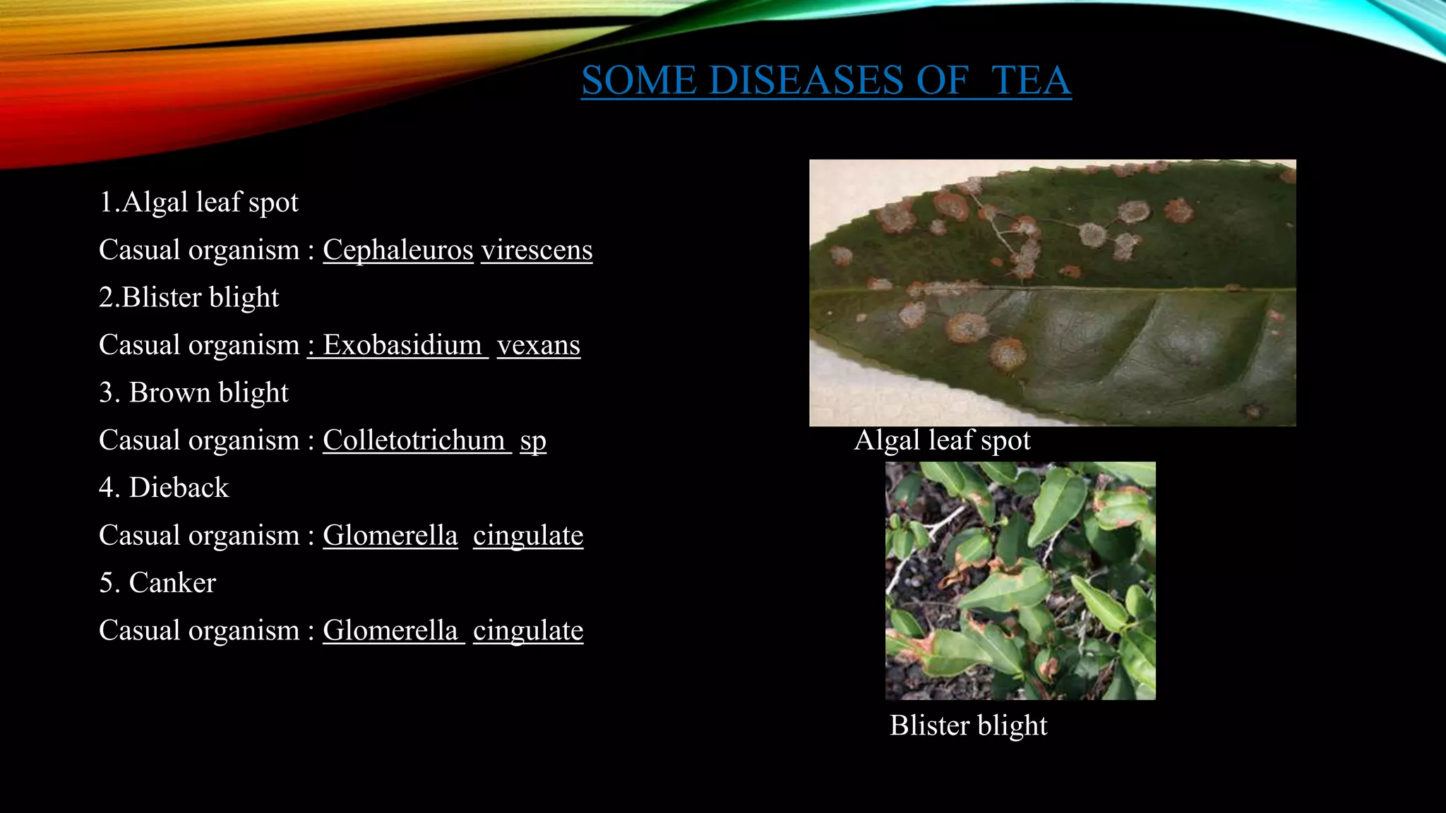 Presentation of tea | PPTX