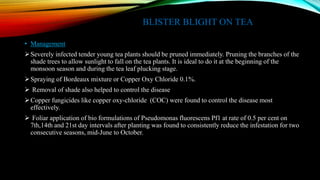 Presentation of tea | PPTX