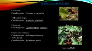 Presentation of tea | PPTX