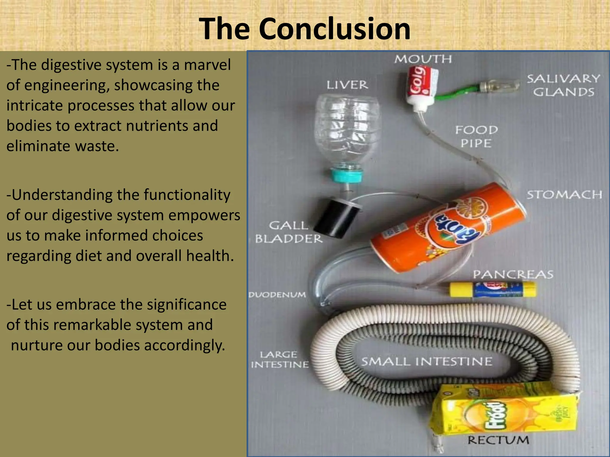 presentation of the human digestive system.pptx