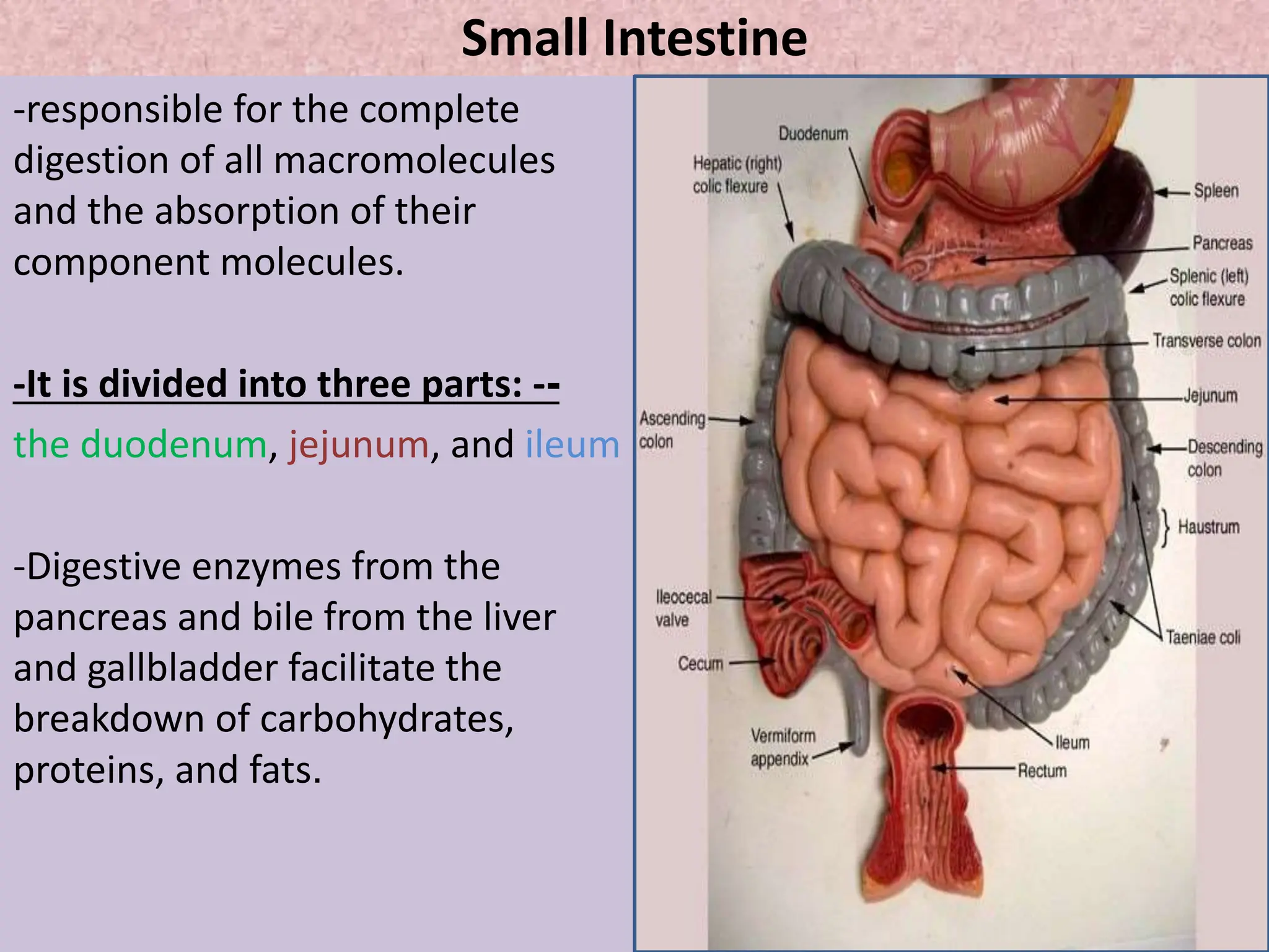 presentation of the human digestive system.pptx