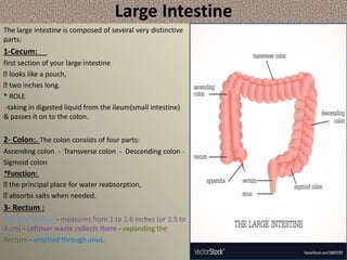 presentation of the human digestive system.pptx | Digestive Disorders ...