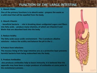 presentation of the human digestive system.pptx