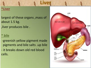 presentation of the human digestive system.pptx