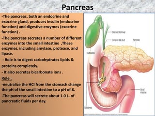 presentation of the human digestive system.pptx | Digestive Disorders ...