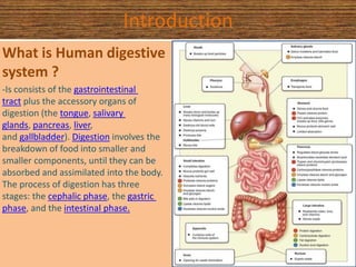 presentation of the human digestive system.pptx | Digestive Disorders ...