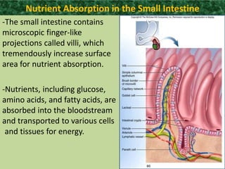 presentation of the human digestive system.pptx | Digestive Disorders ...