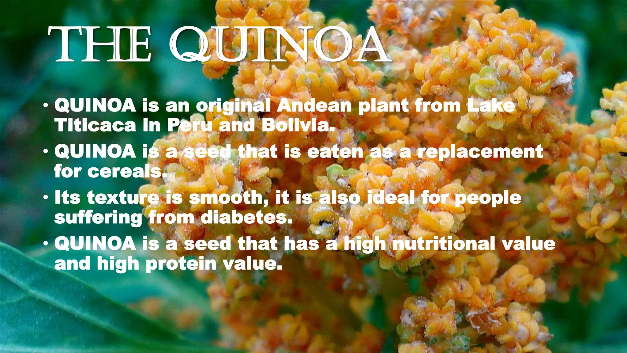 NEW PRESENTATION OF THE QUINOA IN PERUUU | PDF