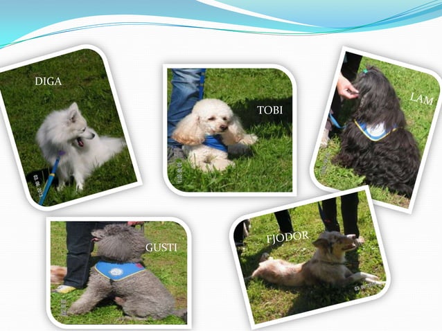 Presentation of therapy dogs | PPTX