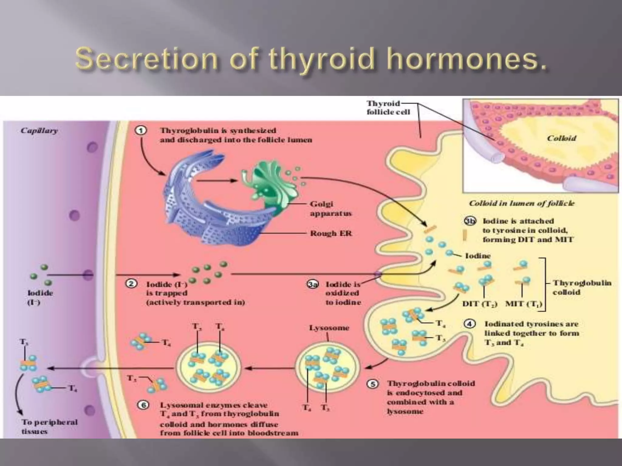 Congenital Hypothyroidism | PPTX