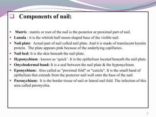 Presentation of transungual | PPTX | Nail Care | Beauty
