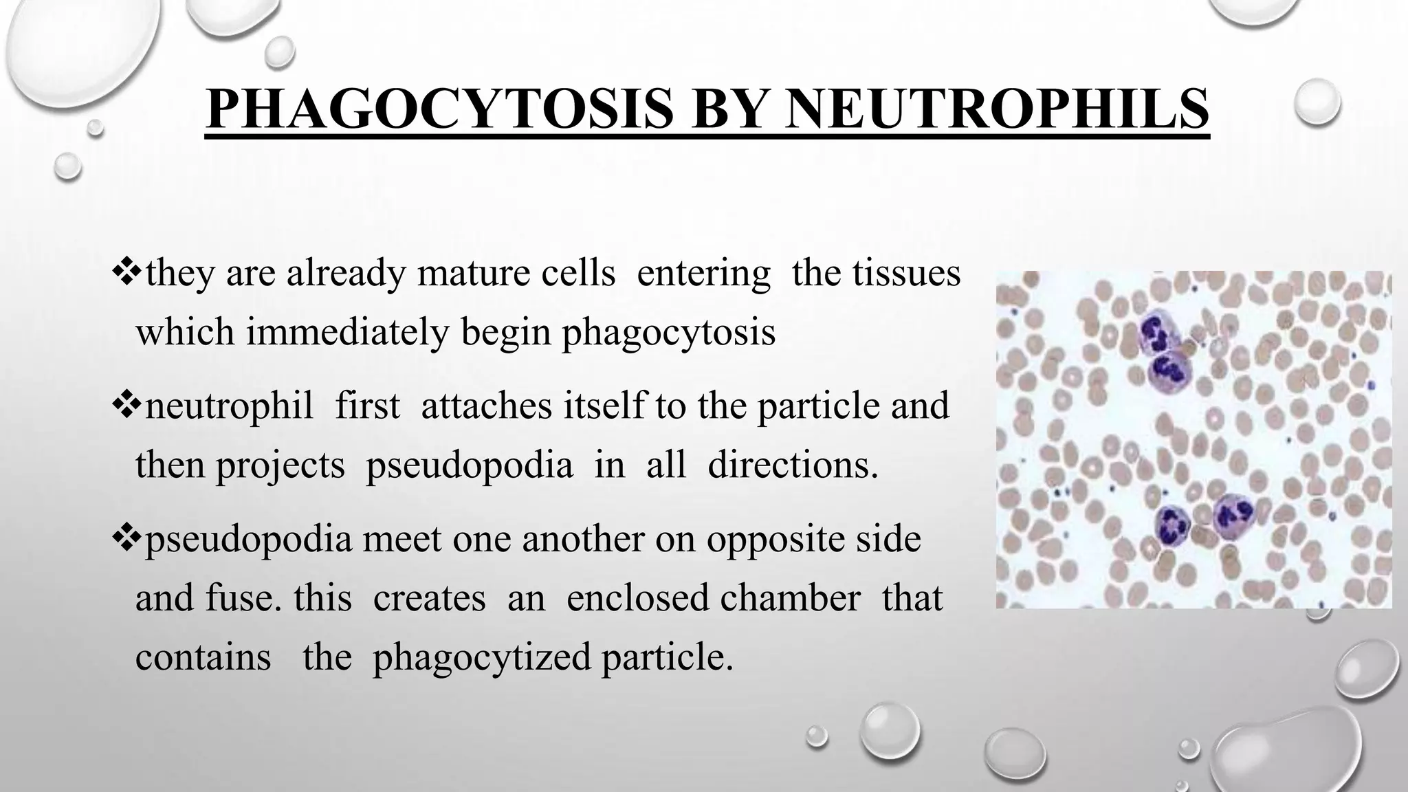 Presentation okkkk | PPT