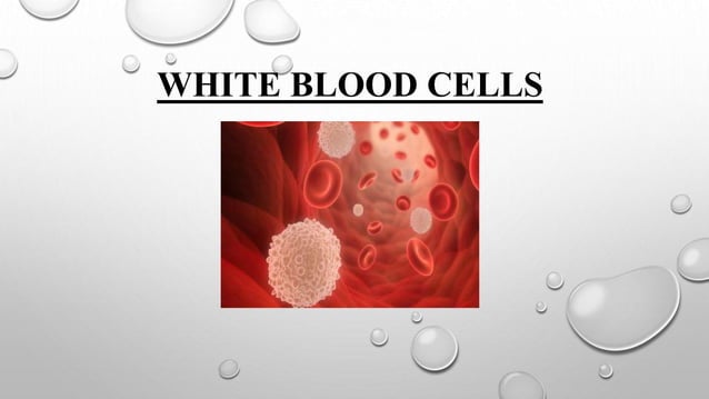 Presentation okkkk | PPT