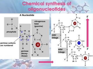oligonucleotides | PDF