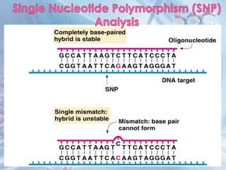 oligonucleotides | PDF