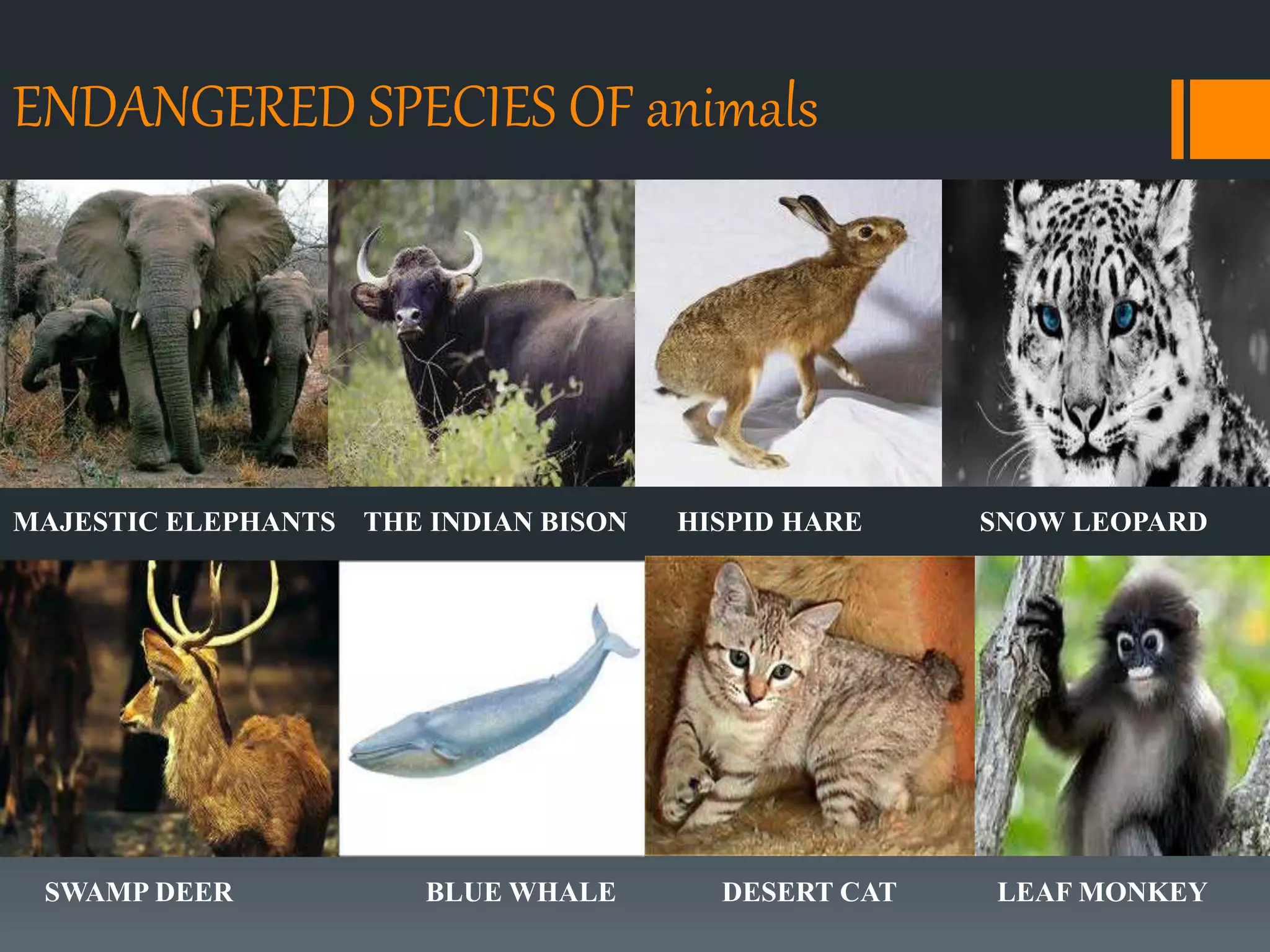 Presentation on nature and wildlife conservation | PPTX