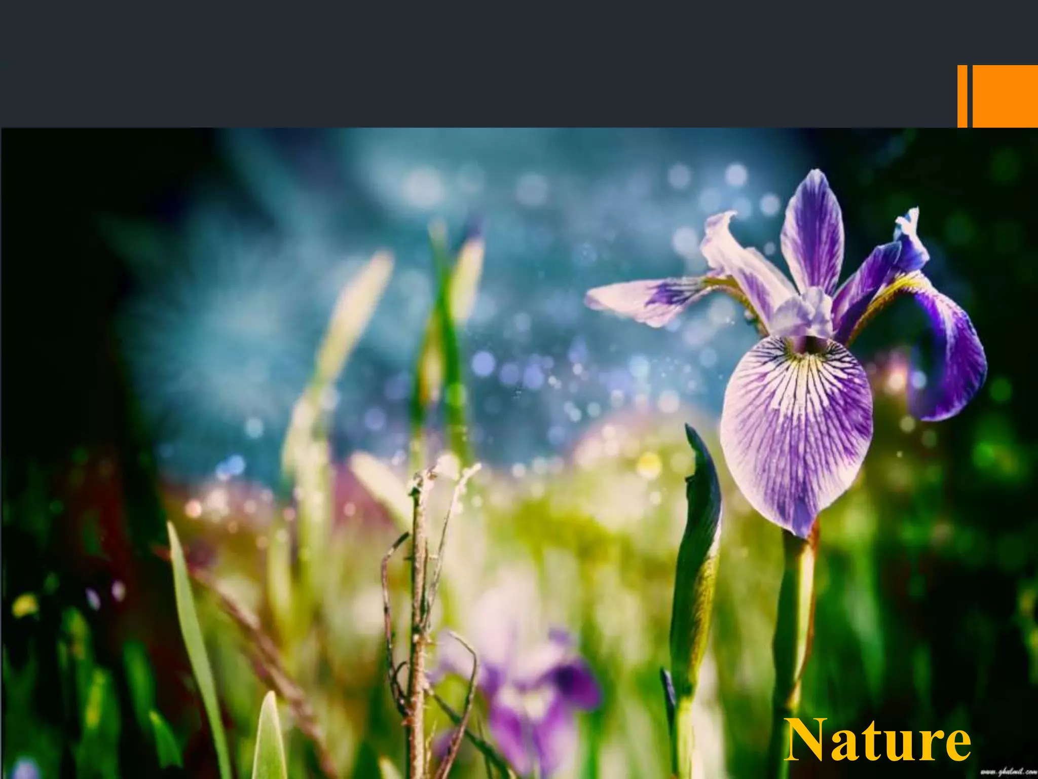 Presentation on nature and wildlife conservation | PPTX