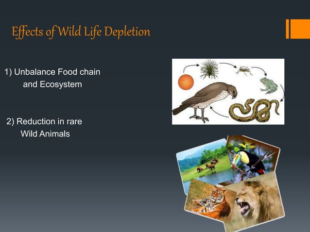 Presentation on nature and wildlife conservation | PPTX