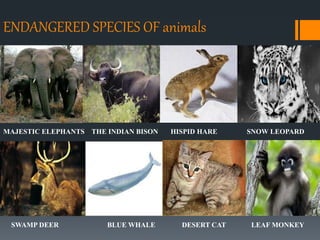 Presentation on nature and wildlife conservation | PPTX