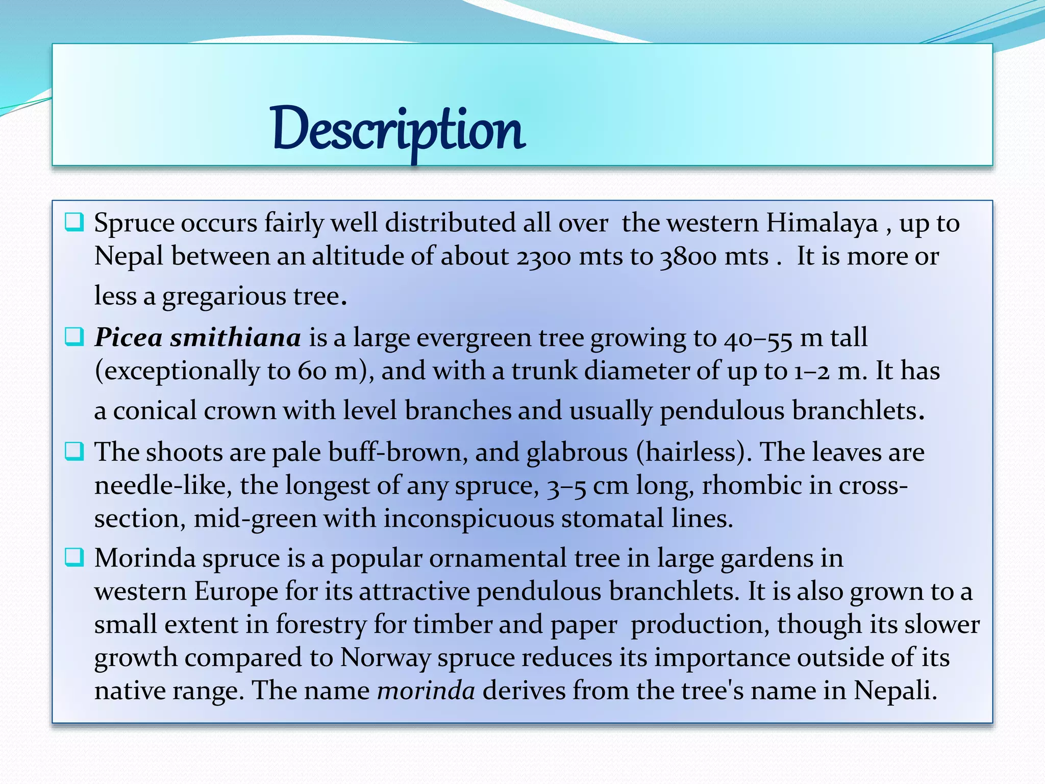 Presentation on picea smithiana | PPTX