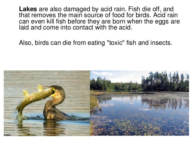Acid Rain Effects On Rivers And Lakes