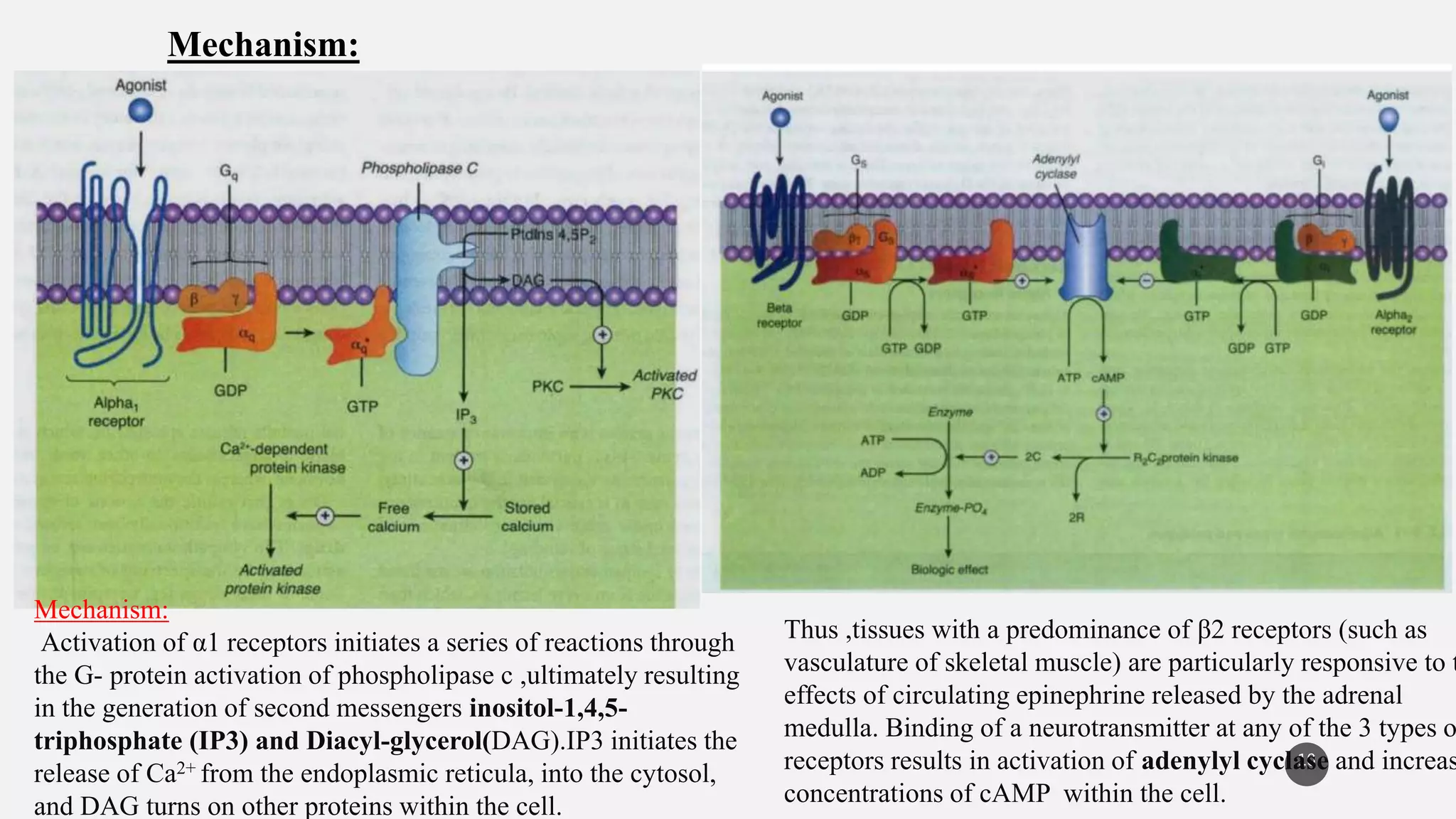 Adrenergic and cholinergic agents | PPTX