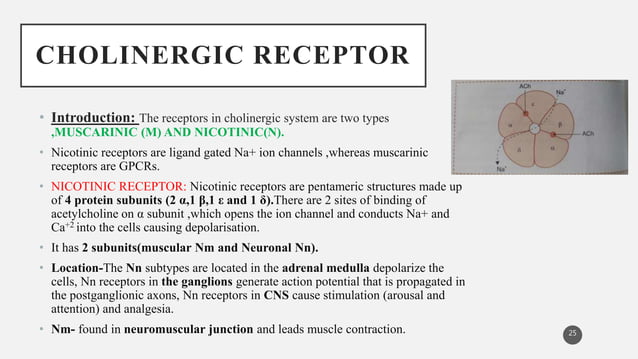 Adrenergic and cholinergic agents | PPTX