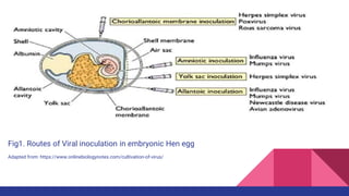 Presentation on Advanced Virology in virus cultivation.pptx