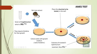 Presentation on ames test | PPTX