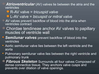 Presentation on anatomy of heart ,coronary circulation ,mi and ecg ...