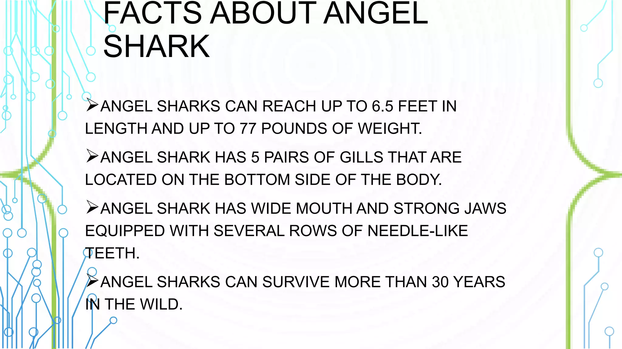 Presentation on angel shark | PPTX