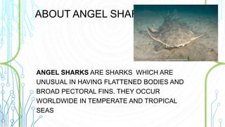 Presentation on angel shark | PPTX