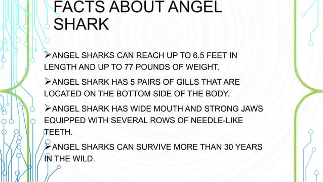 Presentation on angel shark | PPTX | Fish and Aquariums | Pets