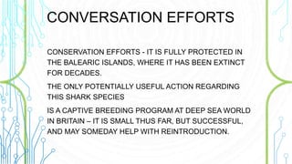 Presentation on angel shark | PPTX